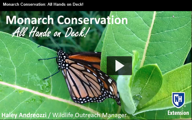 Monarch Conservation: All Hands on Deck!